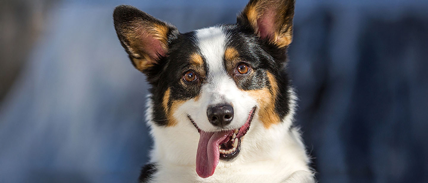 Consejos | Cómo mantener a tu perro o cachorro sano | Evitar el miedo ...