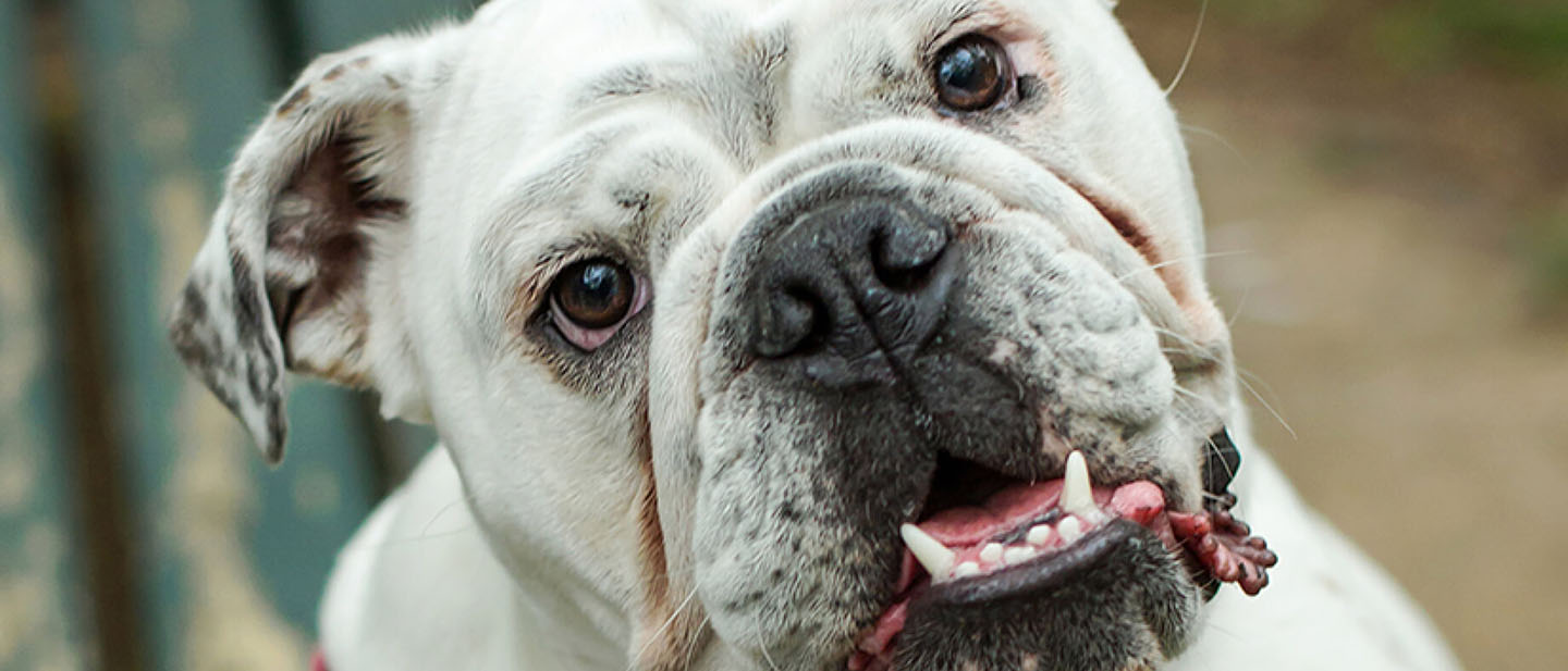 Consejos | Cuidados de tu perro o cachorro | El juego con tu perro o ...